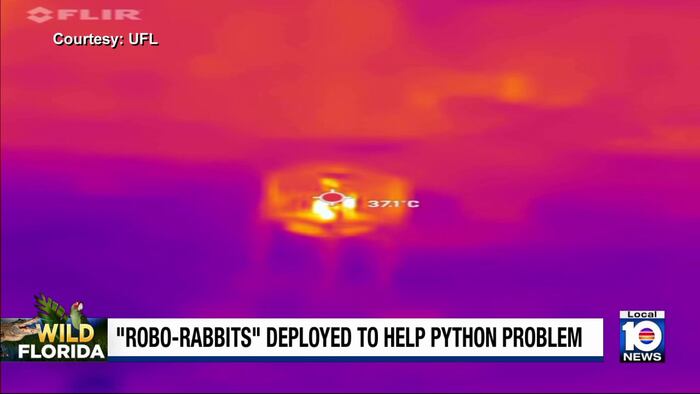 Robo-rabbits to help with Florida's python problem